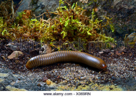 Grayish-Green Millipede, Smoky Ghost Millipede (Narceus gordanus), in ...