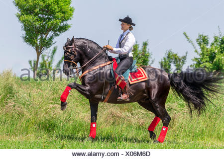 Pure Spanish Horse, Andalusian. Rider in traditional costume on black ...