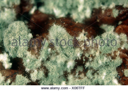 Blue mould Penicillium expansum on stored apple fruit Stock Photo ...