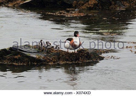 Brant duck with young, Norway Stock Photo: 35266521 - Alamy