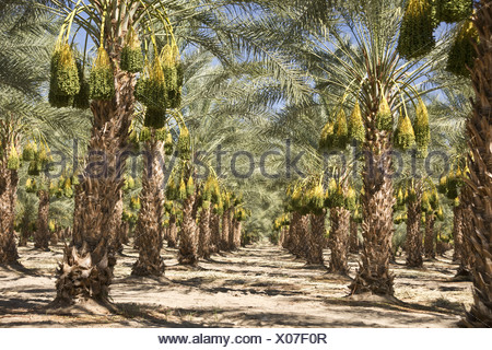 Date Palm Orchard Stock Photo - Alamy