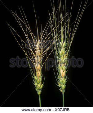 Head scab or ear blight Fusarium culmorum infected grain on wheat ears ...