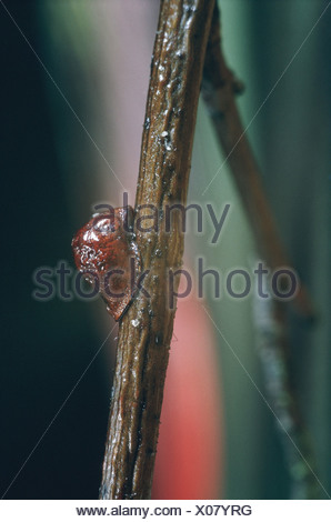 European fruit lecanium scale insect Parthenolecanium corni, female ...