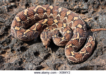 SAW SCALED VIPER Echis carinatus Venomous Common Stock Photo - Alamy