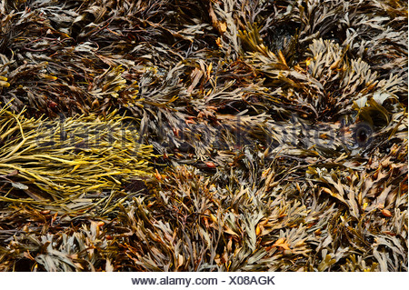 Seaweed, Ascophyllum nodosum, Maine, USA Stock Photo: 75891158 - Alamy