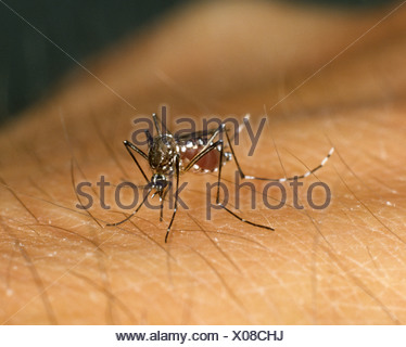 Egyptian mosquito (Aedes aegypti) feeding on blood from human hand ...