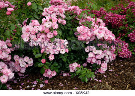 Shrub rose Angela, Rose spec., shrub rose Angela, Rose spec. , Shrub ...