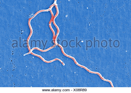 Scanning electron micrograph of Borrelia burgdorferi spirochete Stock ...