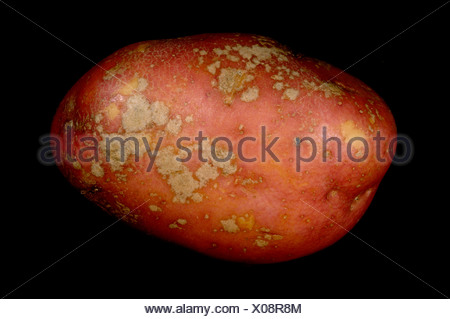Silver scurf Helminthosporium solani on potato tuber skin Stock Photo ...