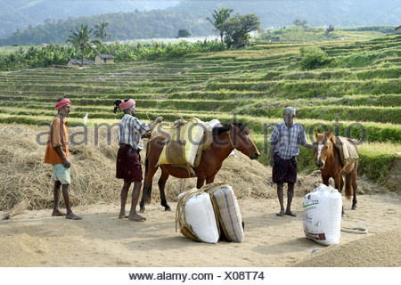 Workers loading sacks of rice onto a lorry in Cochin, Kerala, India ...