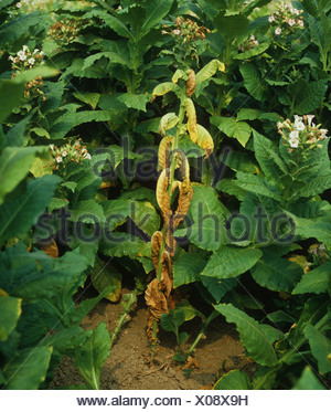 Black shank (Phytophthora parasitica) affected dead tobacco plant in ...