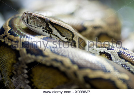 Reptile house in zoological garden at Public park ; Trivandrum Stock ...