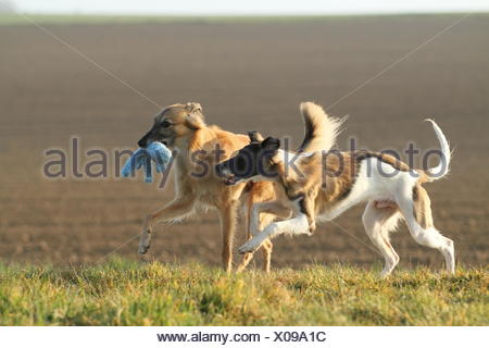 Silken Windsprite dogs, whippets, at play Stock Photo - Alamy