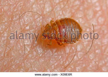 Bedbug, Common bedbug, Wall-louse (Cimex lectularius), optical Stock ...