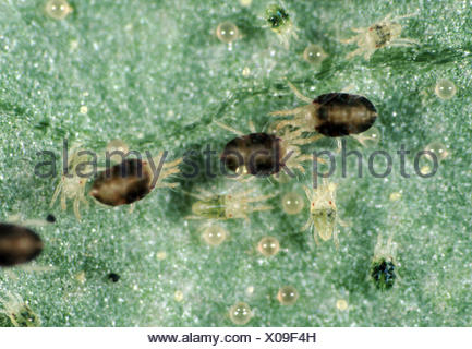 Two spotted spider mite eggs Tetranychus urticae on a plant leaf Stock ...