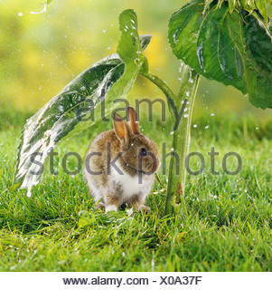 Pygmy rabbit under sunflower leaf in the rain Stock Photo - Alamy
