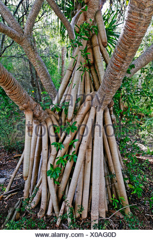 Aerial roots of a tree, Fraser Island, Queensland, Australia Stock ...