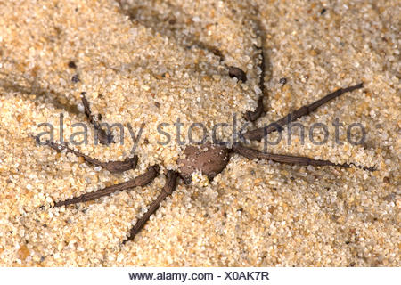Sand Spider, Sicarius terrosus, Sequence 1 of burying in sand, also ...