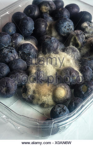 Gray mold (Botrytis cinerea) on blueberries (Vaccinium Stock Photo ...