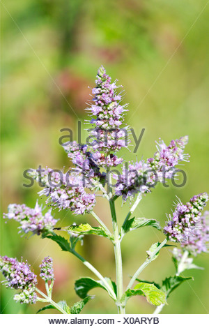 Mentha crispa Curled Mint Stock Photo: 53409329 - Alamy