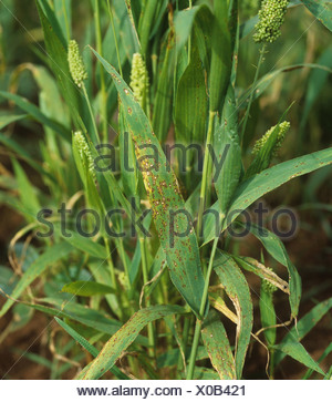 Leaf spot Pyricularia grisea symptoms on foxtail millet leaves Stock ...