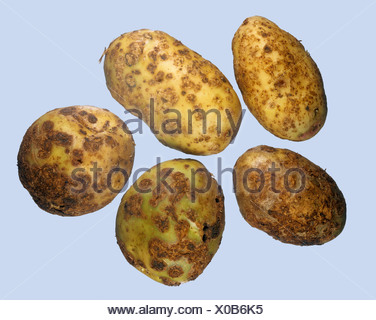 Common scab Streptomyces scabies disease symptoms on potato tubers ...