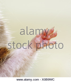 golden hamster - paw / Mesocricetus auratus Stock Photo - Alamy