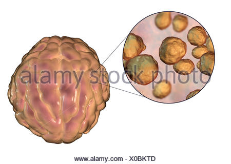 Cryptococcus neoformans fungus, computer illustration. C. neoformans is ...