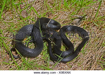 Sicily Italy snake Hierophis viridiflavus animal animals reptile Stock ...