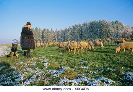 Sheepherder with German Sheperd dog and herd of sheep Stock Photo - Alamy