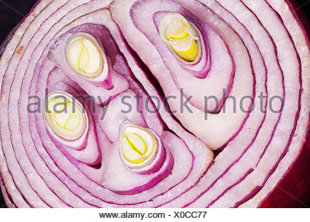 Onion skin in cross section (microscope view Stock Photo: 5218015 - Alamy