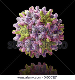 Hepatitis B viruses, a species of the genus Orthohepadnavirus, which ...