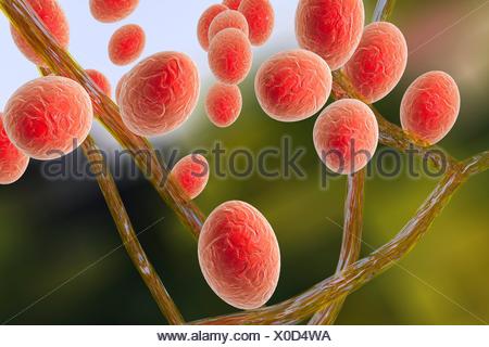 Computer illustration of Trichophyton mentagrophytes, the cause of ...