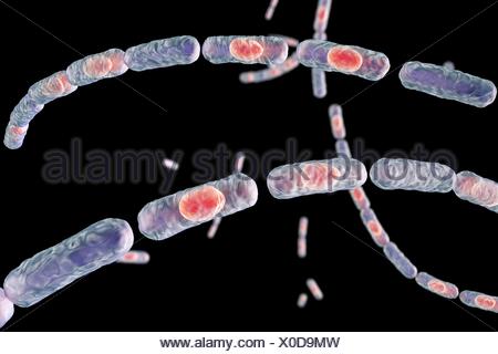 Anthrax bacteria. Computer artwork of Bacillus anthracis bacteria, the ...