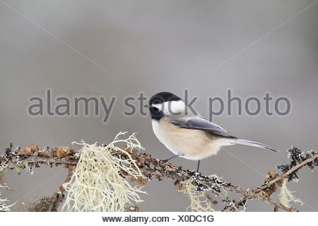 Black-capped Chickadee Parus atricapillus & Tufted Titmouse Baeolophus ...