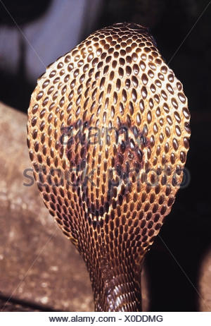 Naja naja. Indian cobra. Cobra hood clearly displaying the spectacle ...