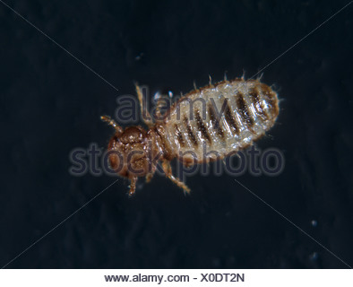 Angora goat biting louse Bovicola limbatus Stock Photo: 6285977 - Alamy