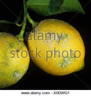 Yellow scale insect Aonidiella citrina on lemon fruit Stock Photo - Alamy