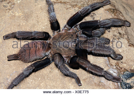 Indian violet tarantula (Chilobrachys fimbriatus), in defense Stock ...
