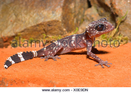 Madagascar Big Eyed Gecko (Paroedura masobe), sitting in the sand Stock ...