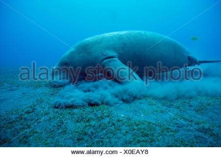 Dugong Sea Cow feeding on the shallow sea grass field Gnathanodon Stock ...