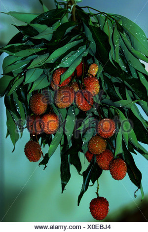 Litchi, Lichee, Lichie Leechee, Lichi, Bangla: Lichu. The Lychee is a ...