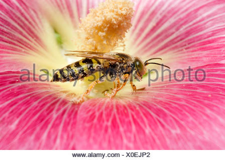 Sphecid wasp (Bembecinus tridens), on a mallow flower covered with ...