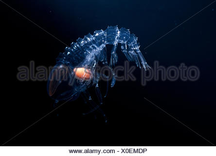 Deep sea amphipod {Cystisoma sp} Mesopelagic. Atlantic ocean. Body is ...