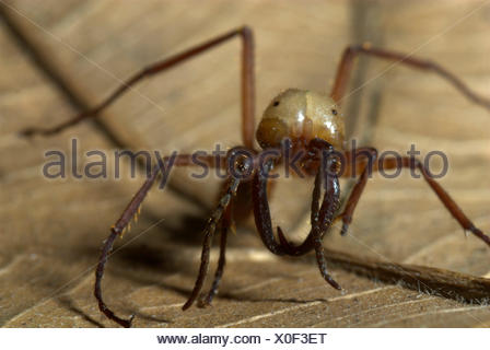 Soldier Guard Army Ant Eciton hamatum Iquitos Peru Stock Photo ...