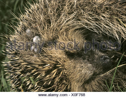 Hedgehog Ticks - Ixodes hexagonus Stock Photo - Alamy