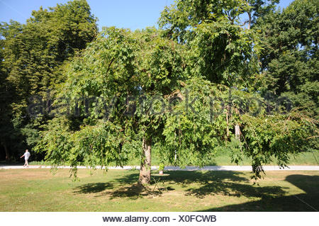 Weeping Ash (Fraxinus excelsior pendula), Oleaceae Stock Photo ...
