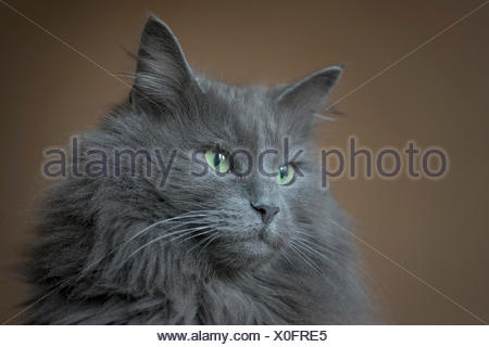 male Norwegian Forest cat, blue smoke & white, portrait Stock Photo ...