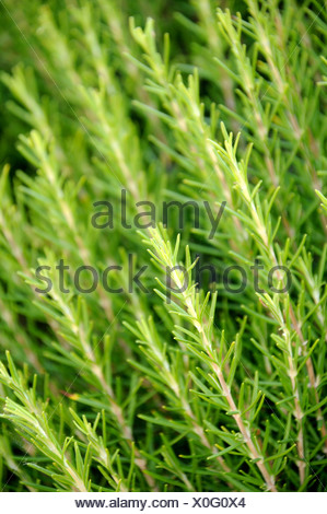FIELD OF GROWING ROSEMARY Stock Photo: 19075479 - Alamy