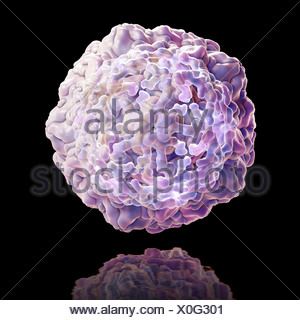 Structure Swine Vesicular Disease Virus (PDB 1OOP). SVDV is Enterovirus ...